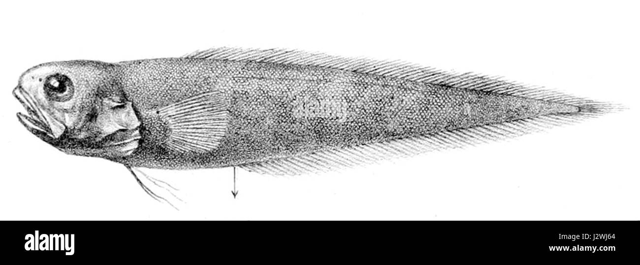 Identification keys Cut Out Stock Images & Pictures - Alamy