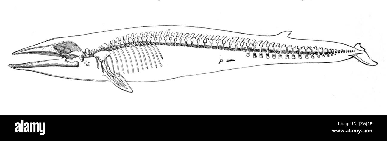 Balaenoptera physalus, known as the fin whale, is one of the largest ...