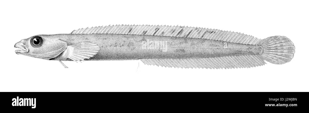 Anisarchus medius is a species of prehistoric fish, known from fossil ...