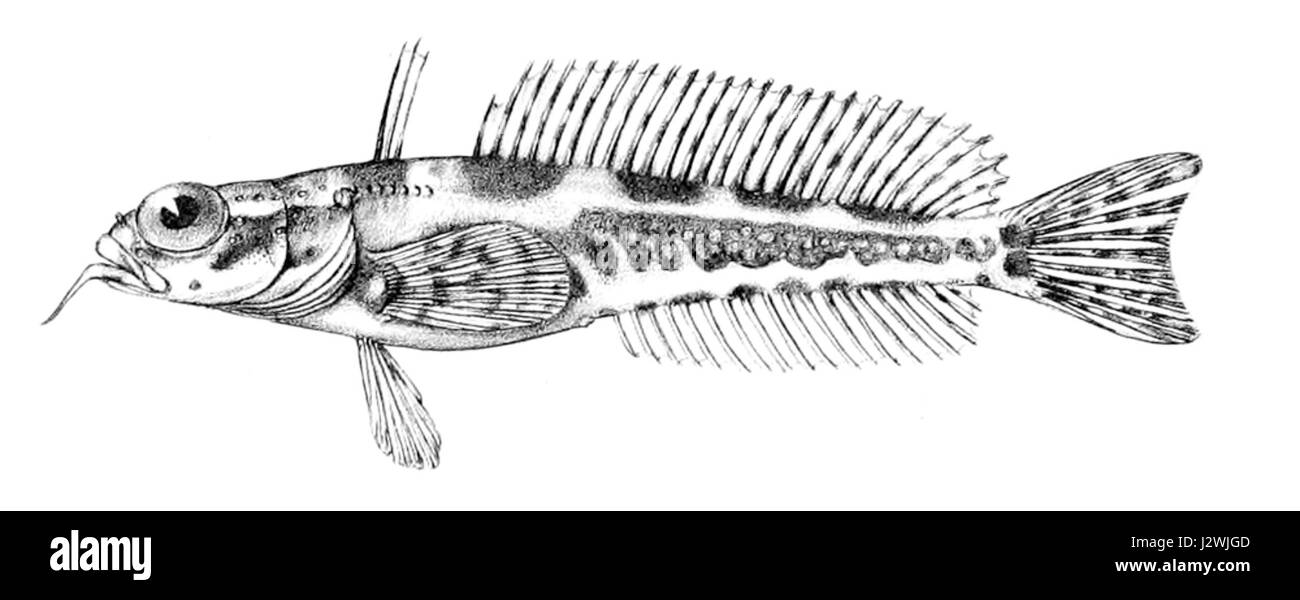 Dragonfish deep sea hi-res stock photography and images - Alamy