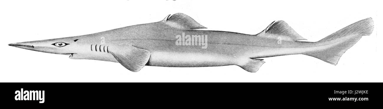 Marine wildlife conservation world Cut Out Stock Images & Pictures - Alamy