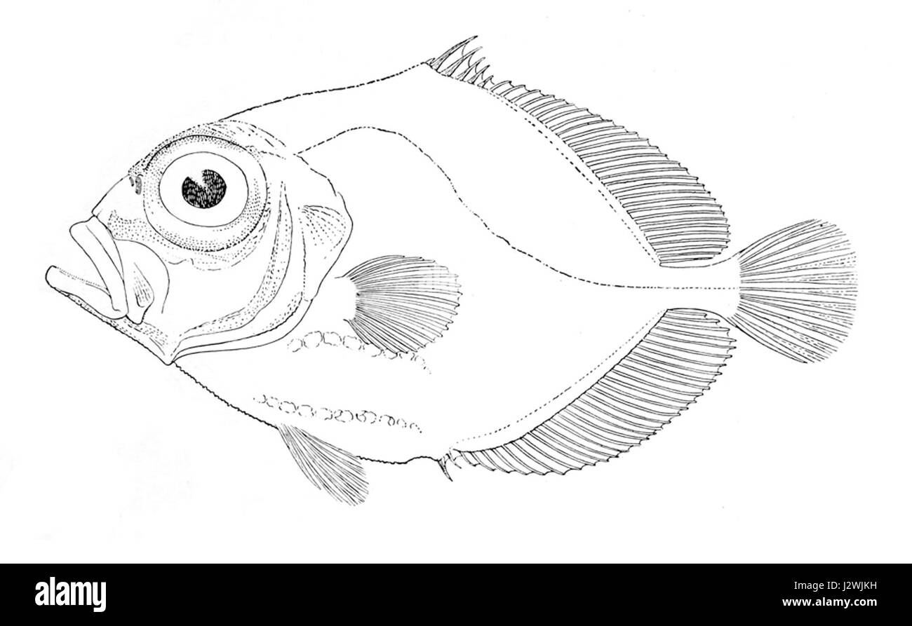 Allocyttus verrucosus hi-res stock photography and images - Alamy