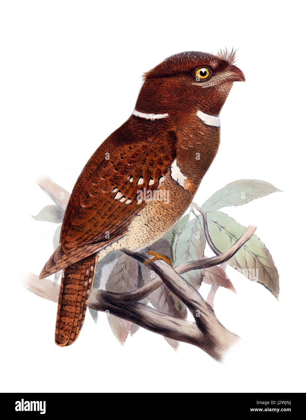 Southeast asian birds Cut Out Stock Images & Pictures - Alamy