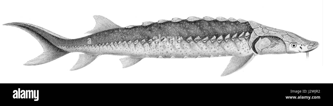 Acipenser transmontanus, commonly known as the white sturgeon, is a ...
