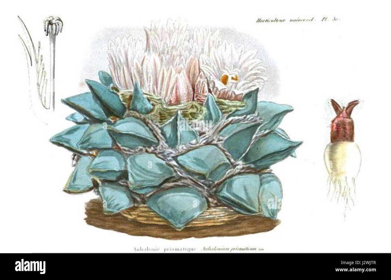 Anhalonium prismaticum, now known as Lophophora williamsii, is a cactus ...