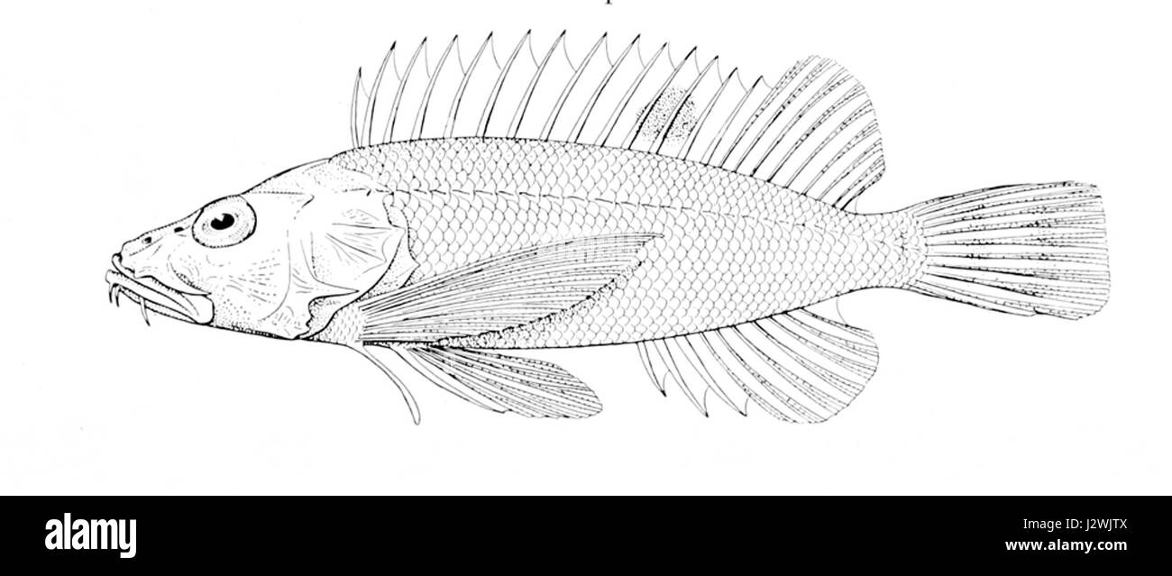 Native species restoration Black and White Stock Photos & Images - Alamy