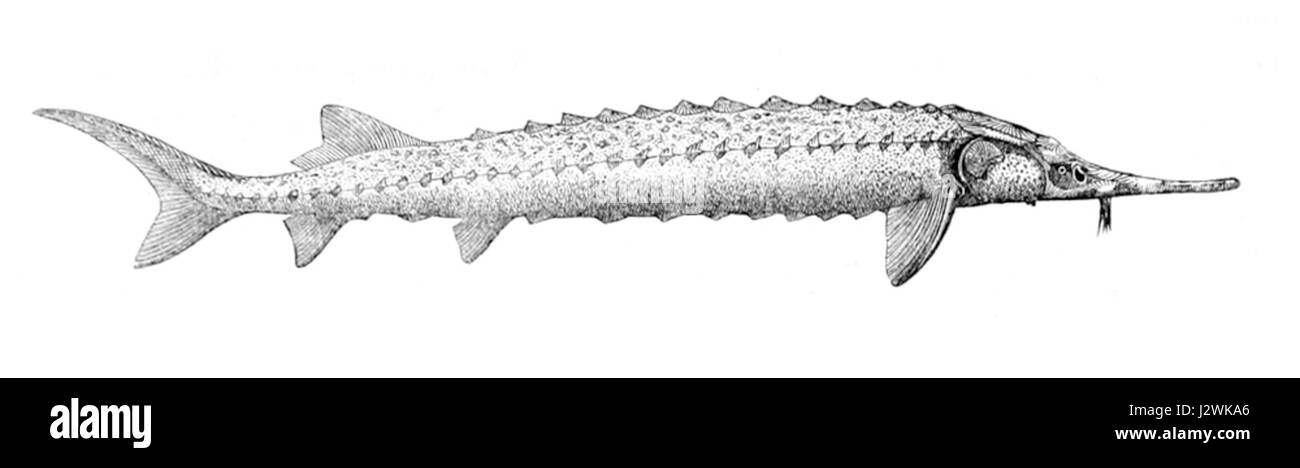 Acipenser stellatus, or the starry sturgeon, is a species of fish ...