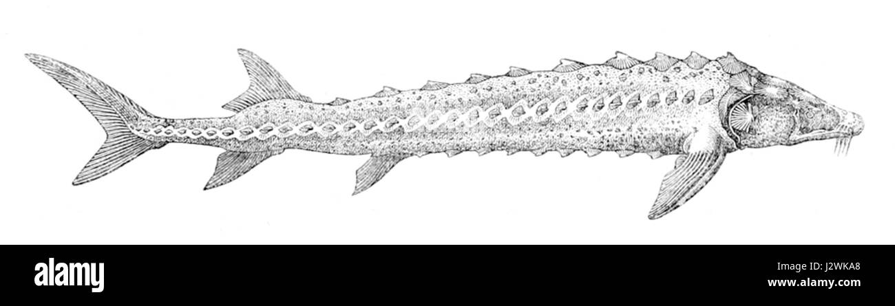 Acipenser nudiventris Black and White Stock Photos & Images - Alamy