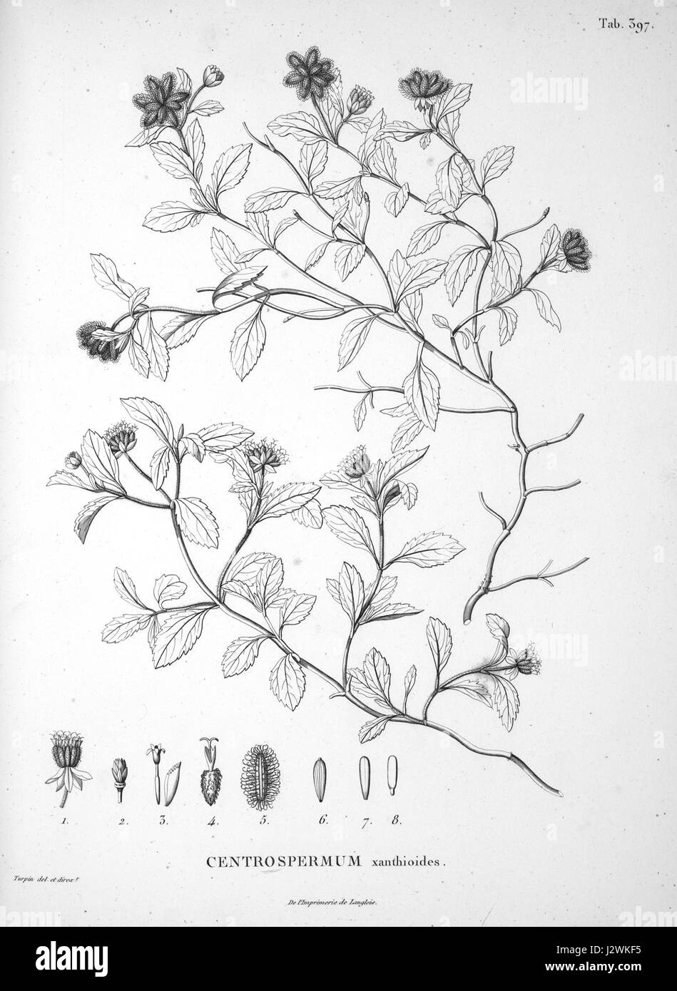 Australian fruits Black and White Stock Photos & Images - Alamy