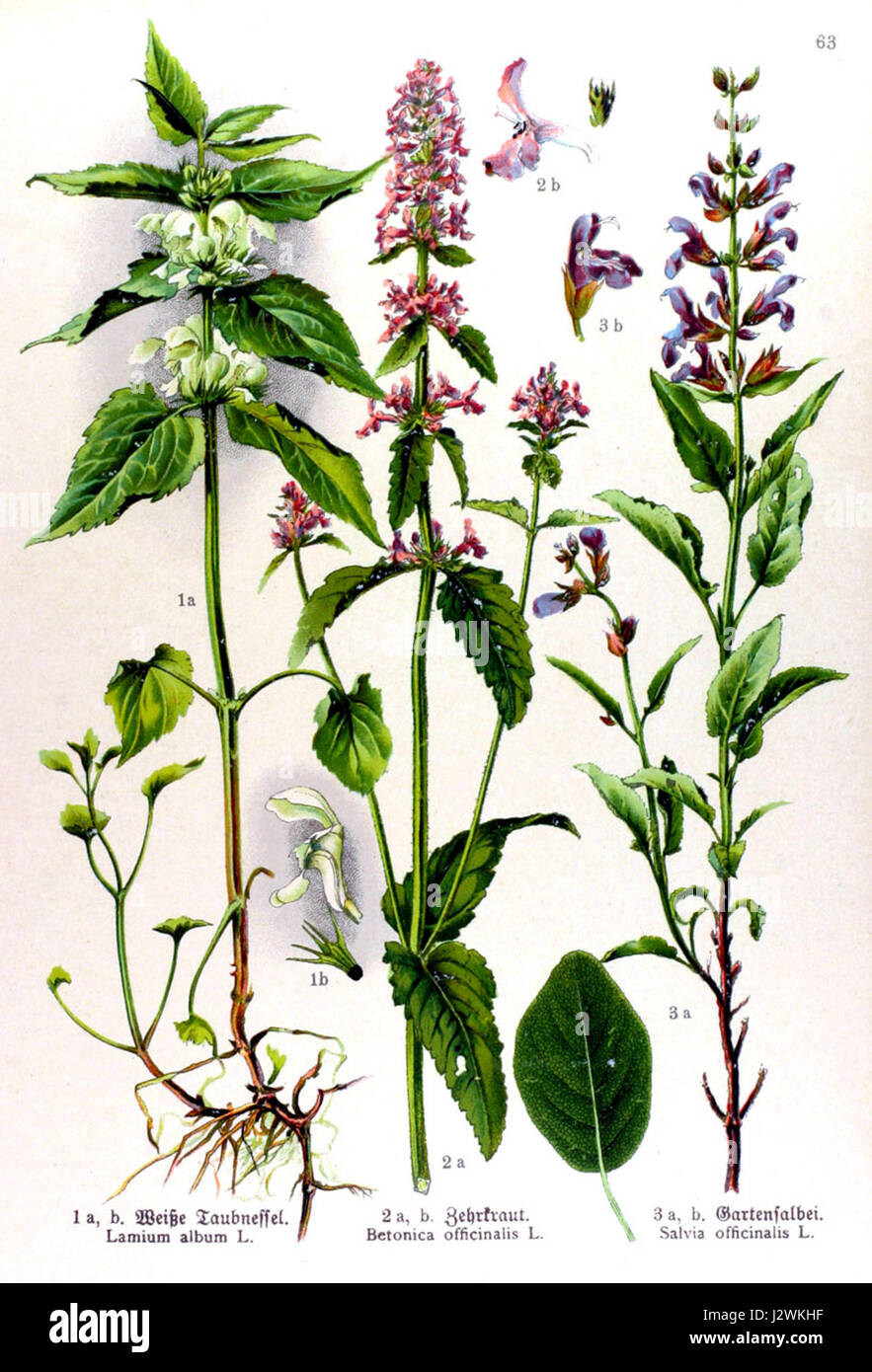 Betonica officinalis known common hi-res stock photography and images ...