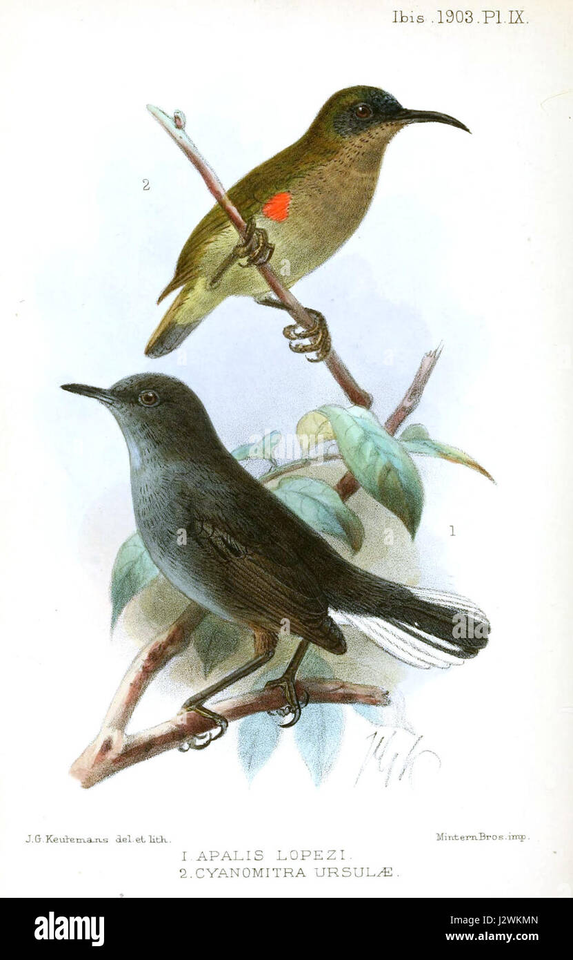 An illustration by John Gerrard Keulemans depicting the Apalis flavida ...