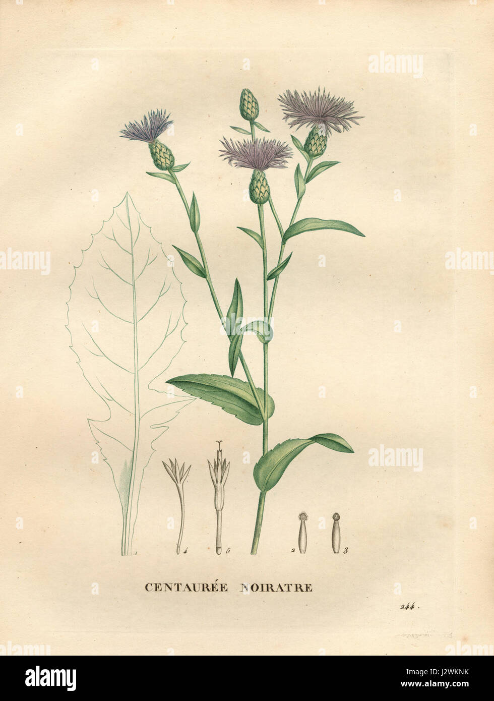 Centaurea nigrescens is a species of flowering plant in the Asteraceae ...