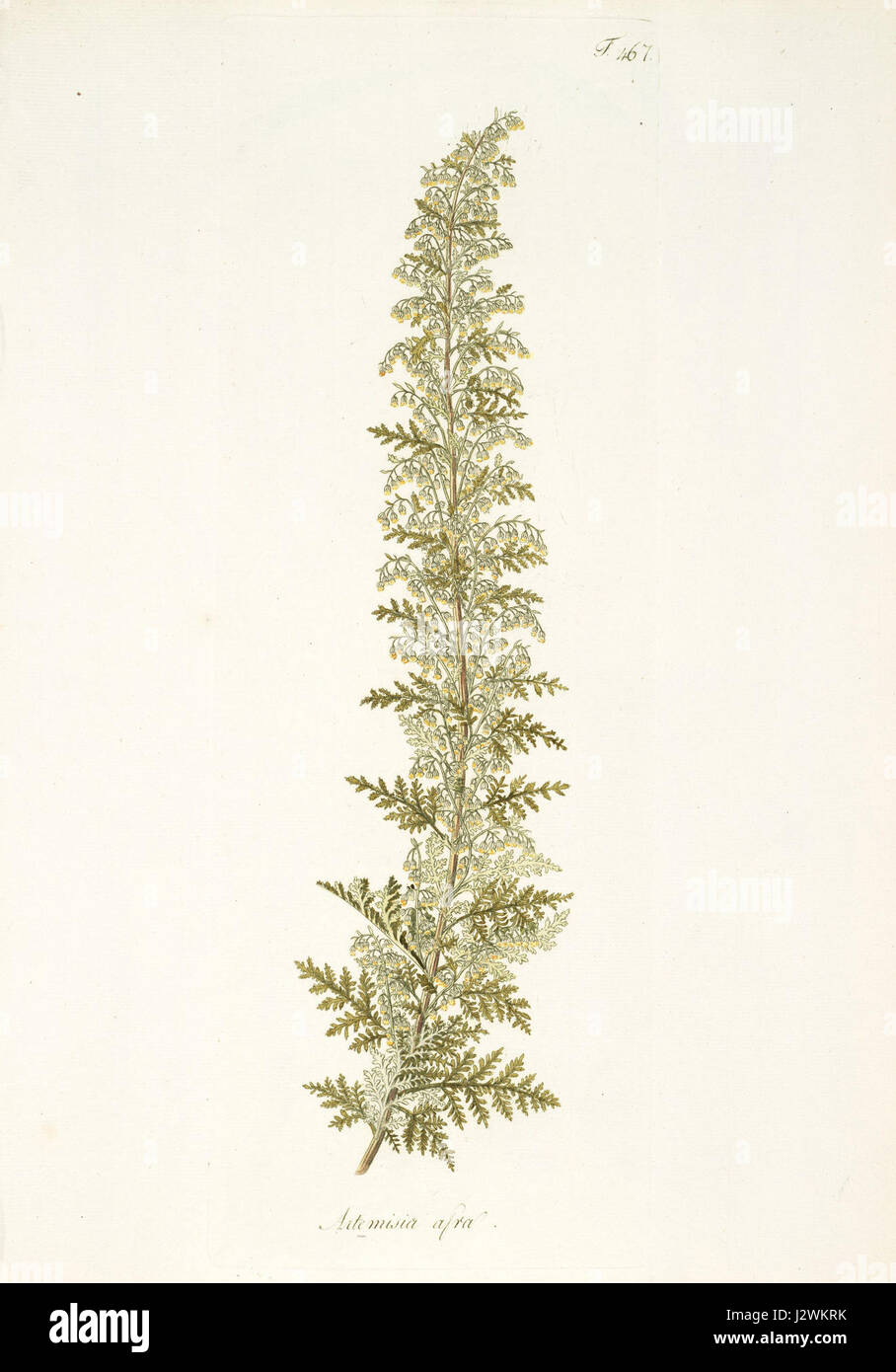 Artemisia afra is a medicinal plant native to Africa, commonly known ...