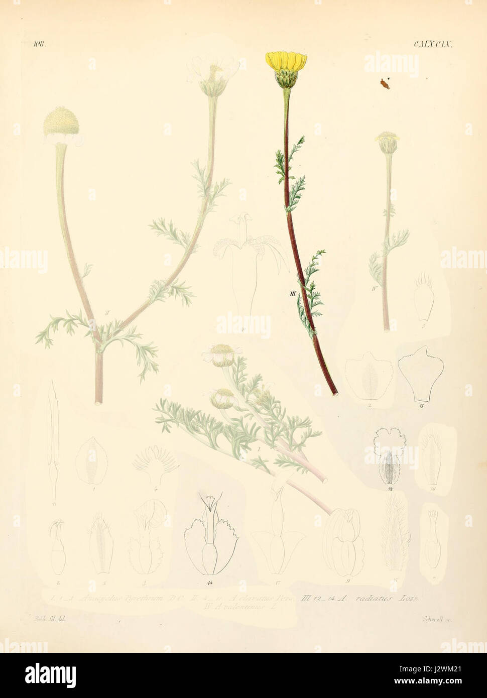 Medicinal plant families hi-res stock photography and images - Alamy