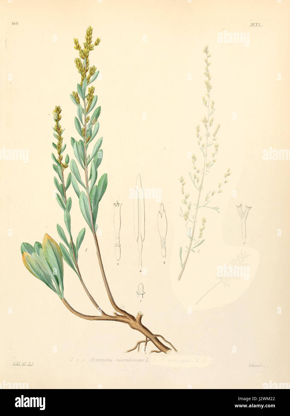 Artemisia caerulescens ssp caerulescens Stock Photo - Alamy