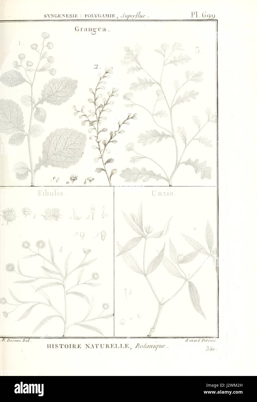 Centipeda minima is a species of plant in the Asteraceae family, native ...