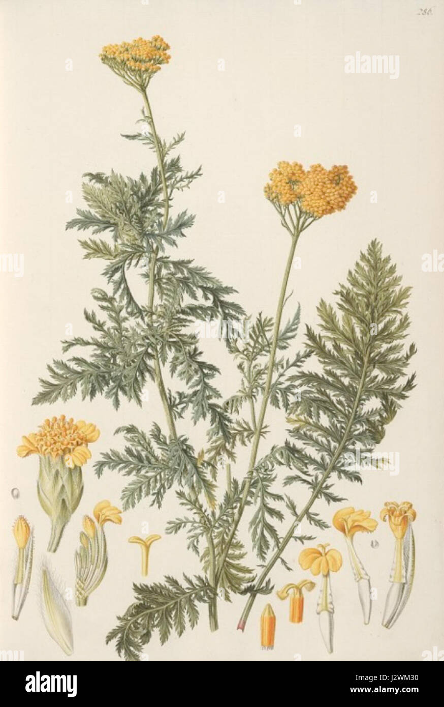 Commonly known as fern leaf yarrow hi-res stock photography and images ...