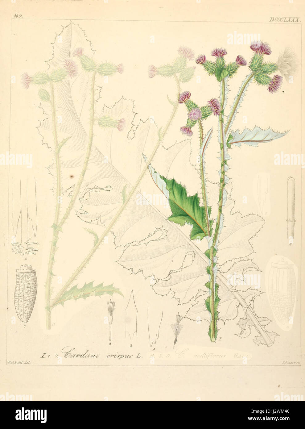 Carduus crispus ssp. crispus is a subspecies of thistle, commonly known ...
