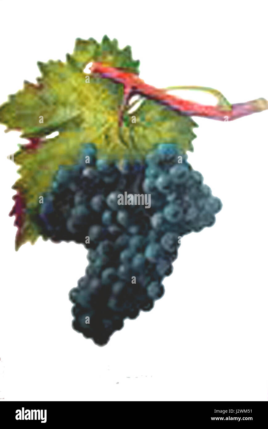 Europe linguistics Cut Out Stock Images & Pictures - Alamy