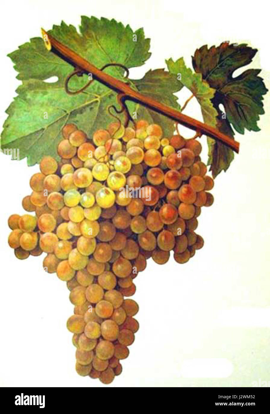 Boal hi-res stock photography and images - Alamy