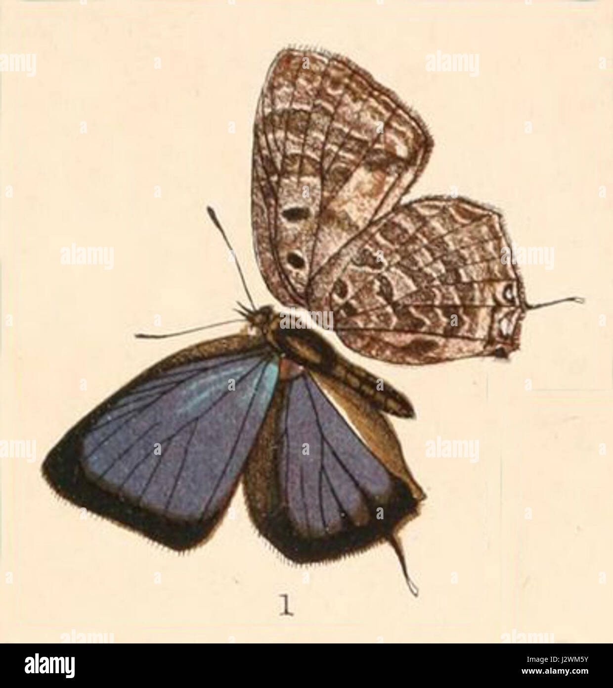 Philippine butterflies hi-res stock photography and images - Alamy