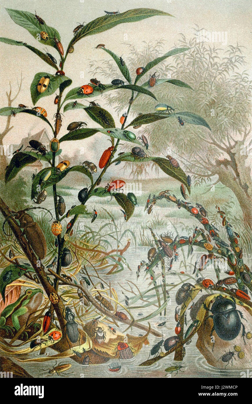 Beetles are a diverse group of insects within the order Coleoptera ...