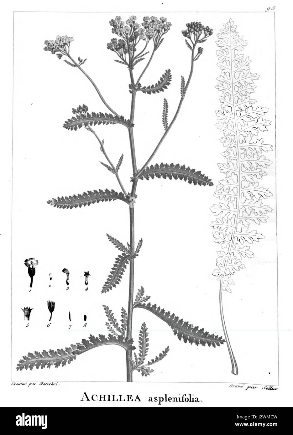 Achillea aspleniifolia, also known as fern-leaf yarrow, is a species of ...