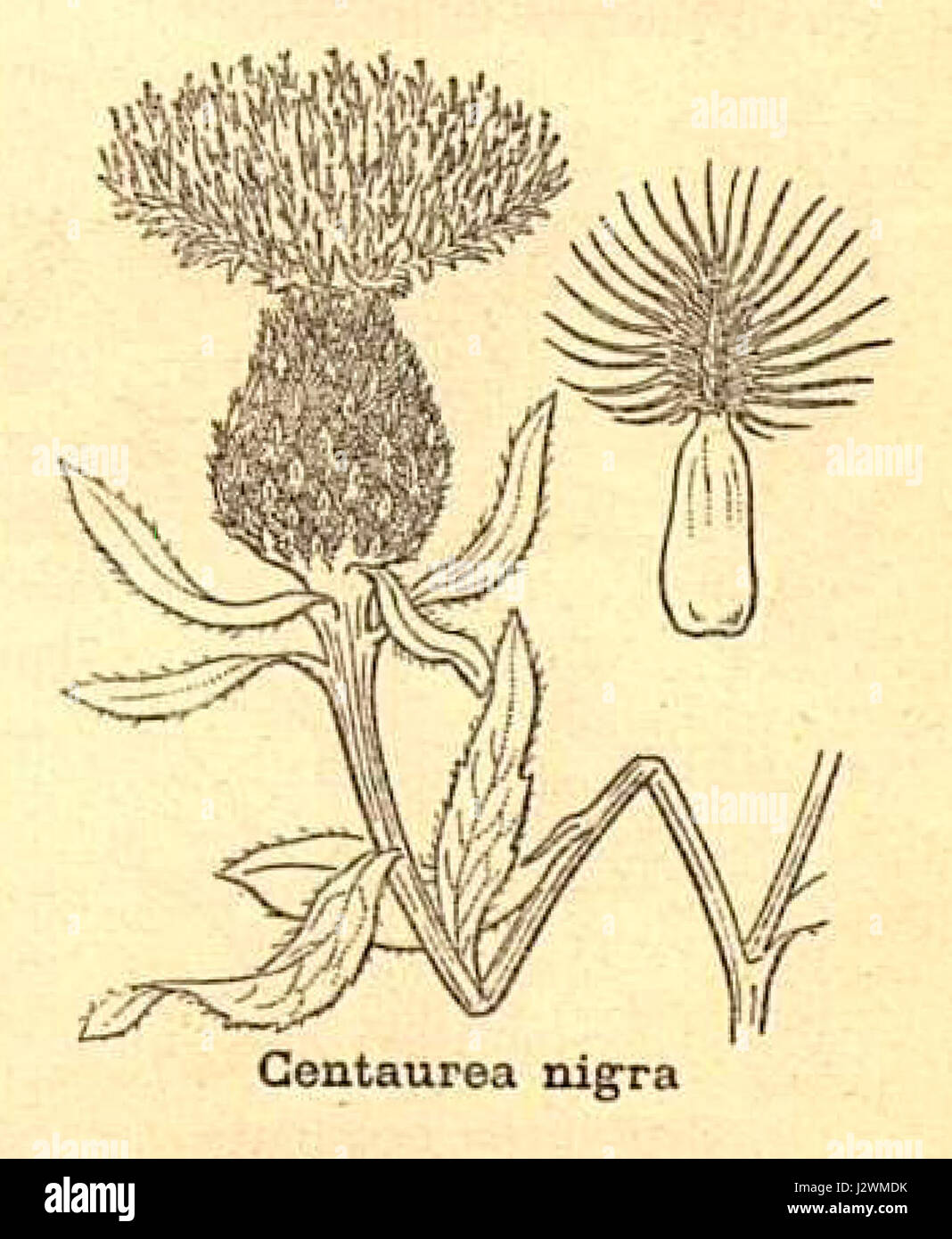 Nigra line hi-res stock photography and images - Alamy