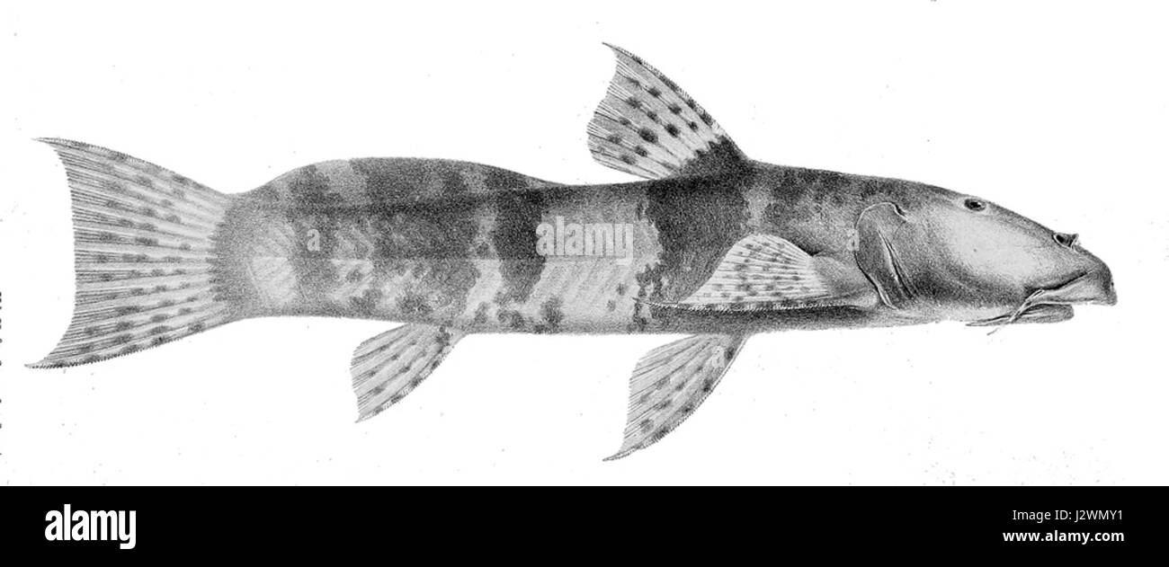 Sabalo hi-res stock photography and images - Alamy