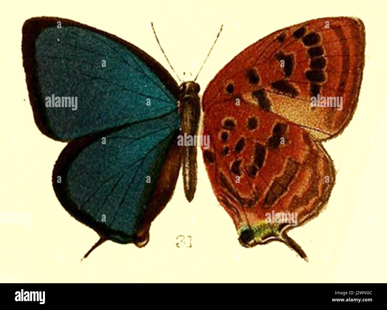 Insect species in southeast asia hi-res stock photography and images ...