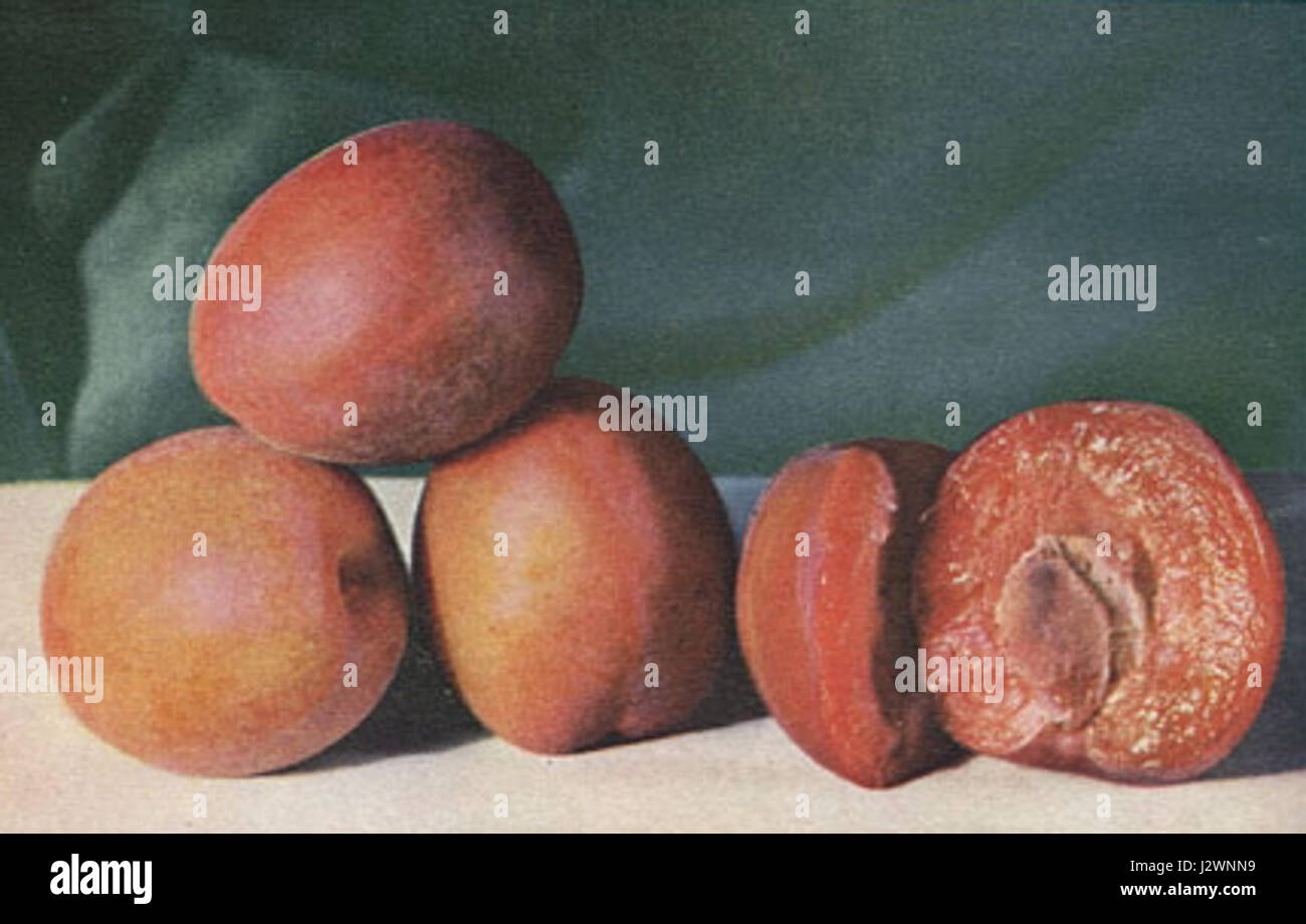Plumcot tree hi-res stock photography and images - Alamy