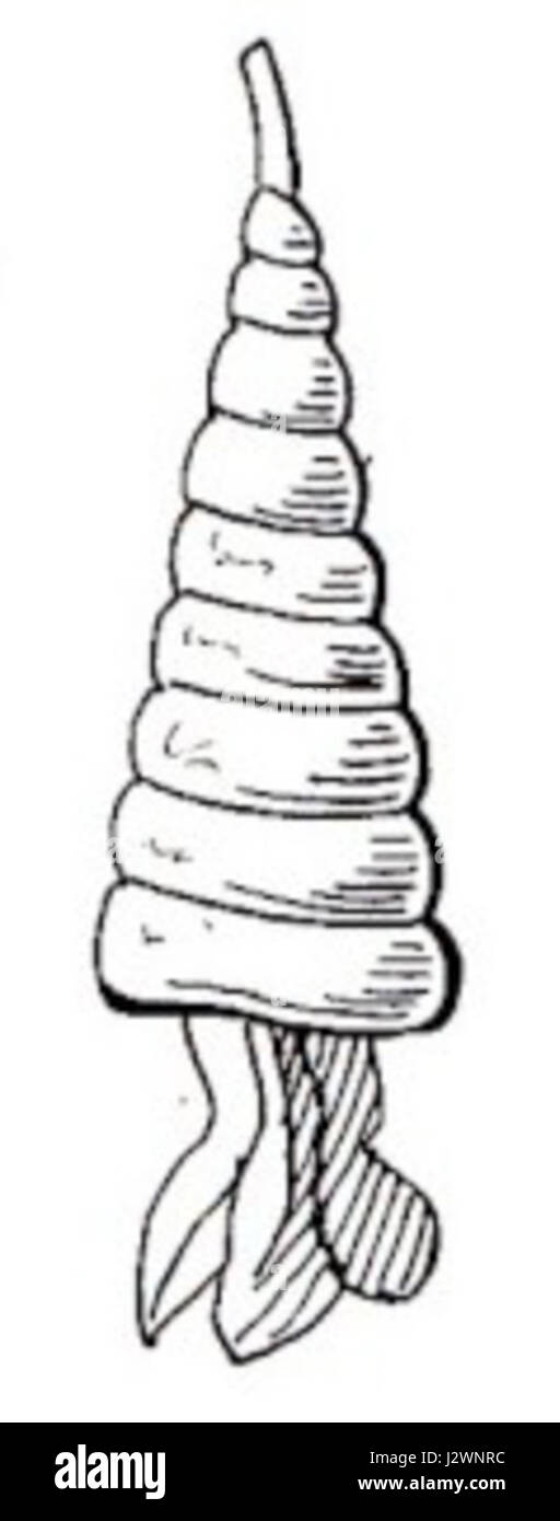 A 'Bigophone coquillage' refers to a shell-based or conch-like ...