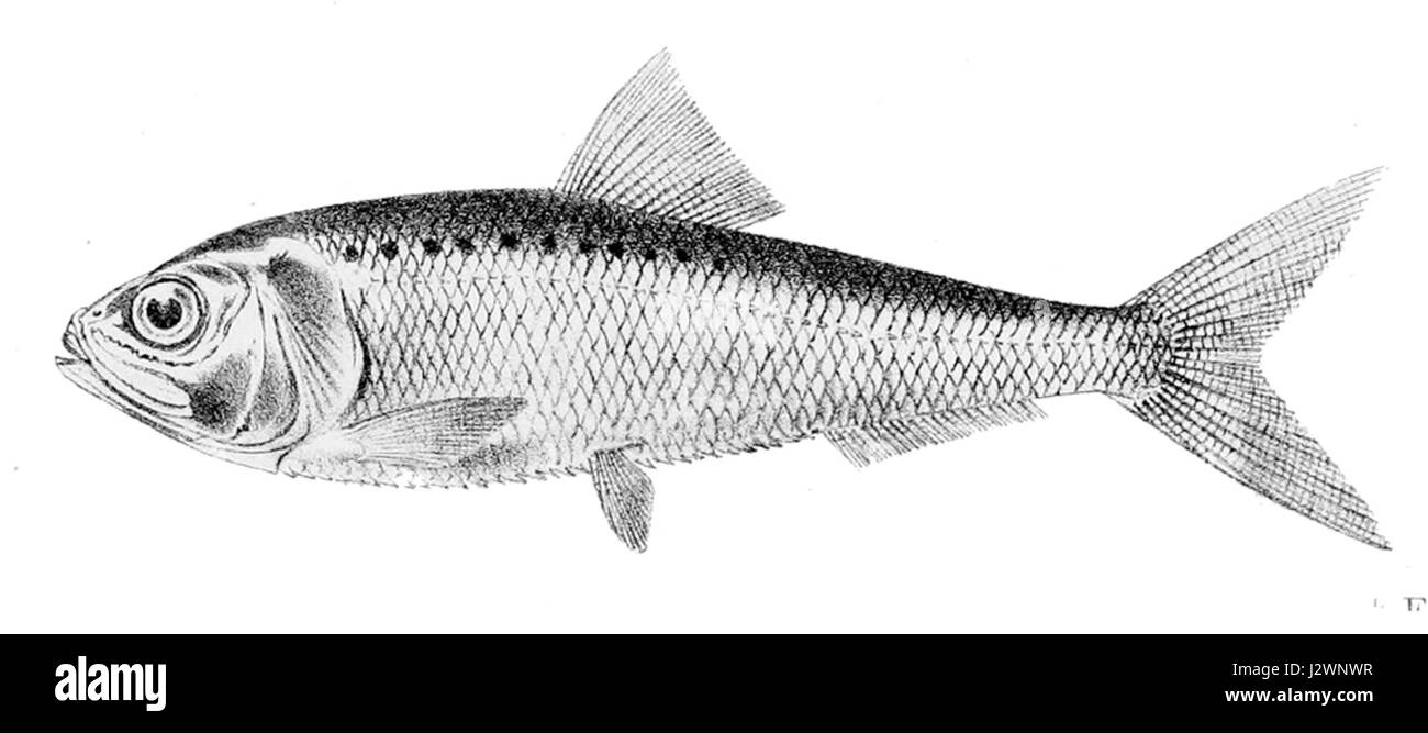Alosa alosa, commonly known as the allis shad, is a species of fish ...