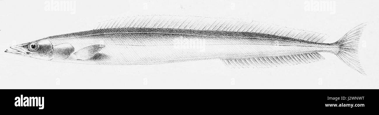 Sand habitats Black and White Stock Photos & Images - Alamy