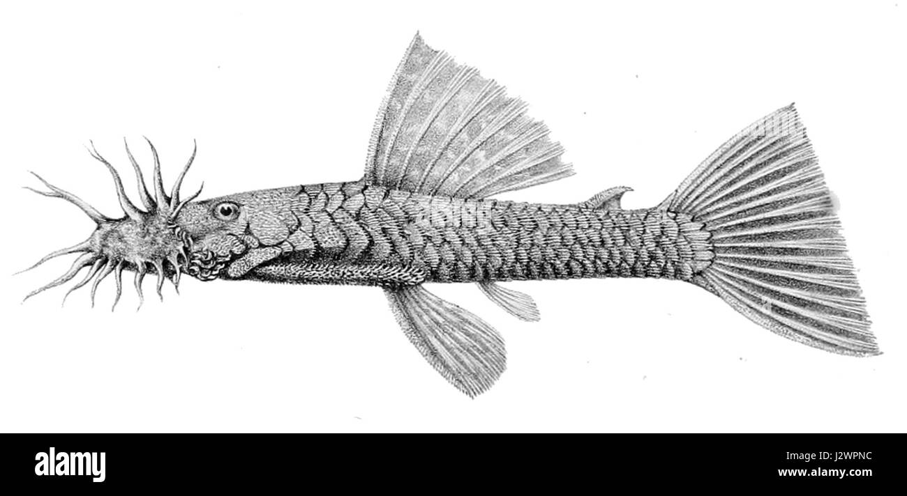 Ancistrus occidentalis hi-res stock photography and images - Alamy