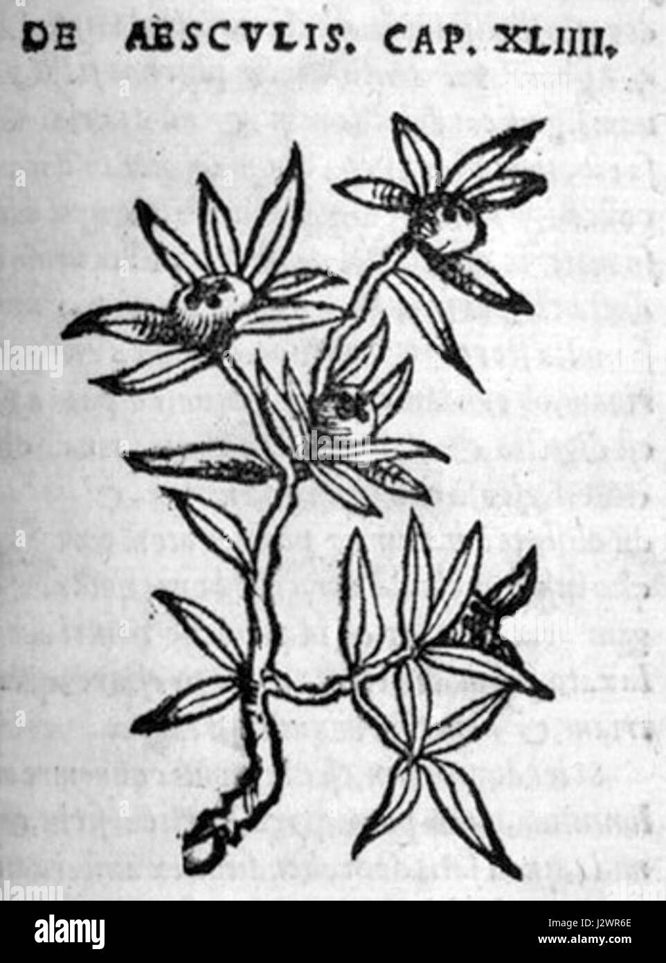 Arnaldus Hungarian Oak refers to a specific type of oak tree from ...