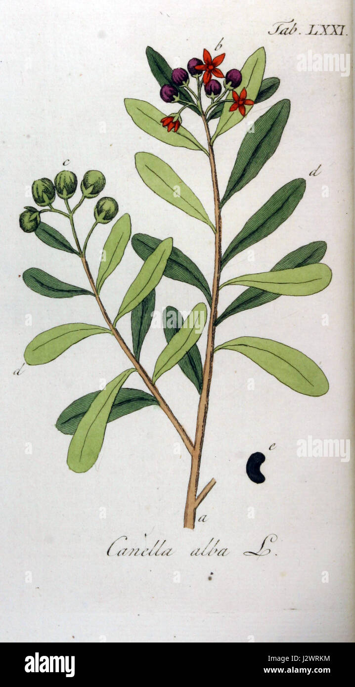 Canella alba hi-res stock photography and images - Alamy