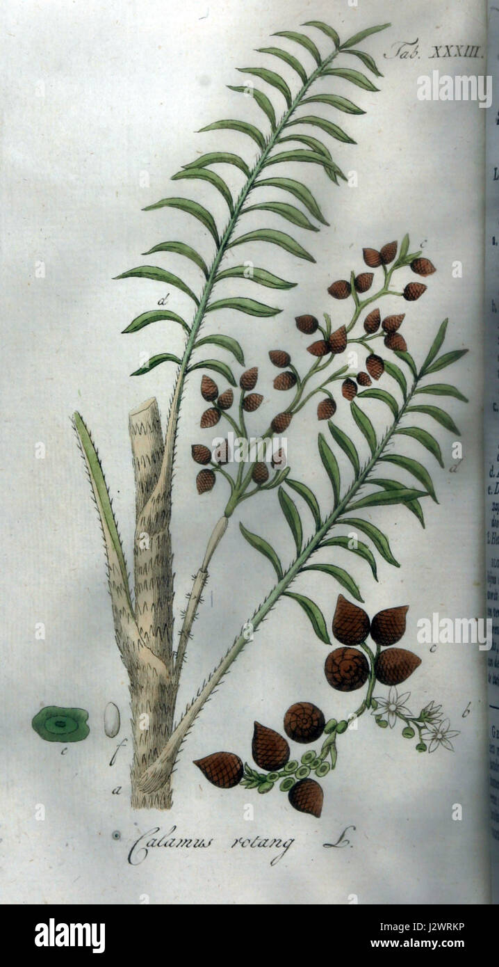 Calamus rotang rattan palm hi-res stock photography and images - Alamy