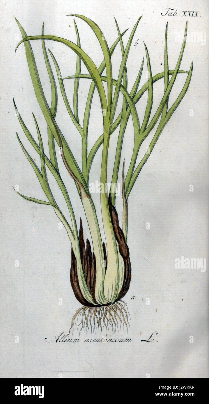 Commonly grown bulb hi-res stock photography and images - Alamy