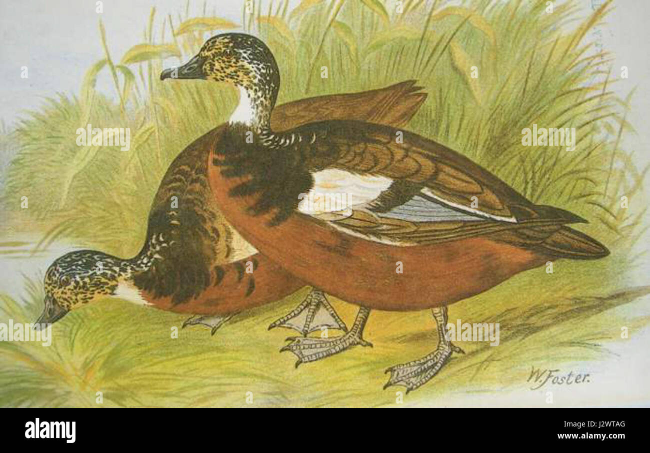 Cairina scutulata, commonly known as the Indian runner duck, is a ...