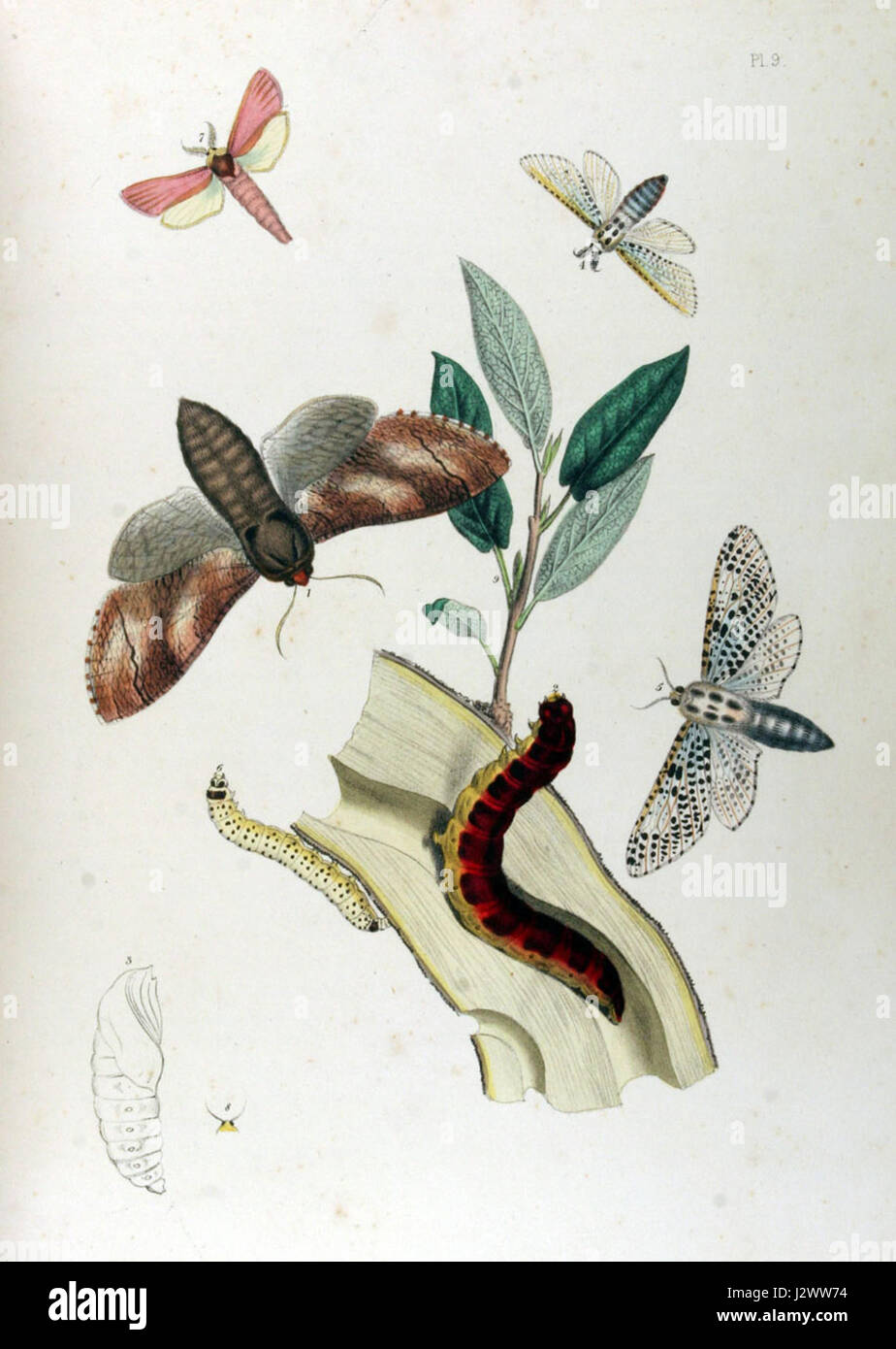 The BMAT1-096 is a scientific classification or catalog reference for a ...