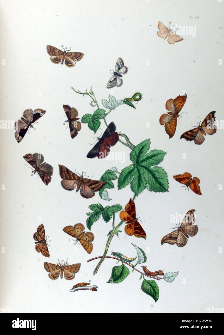 Bmat ii 741 hi-res stock photography and images - Alamy