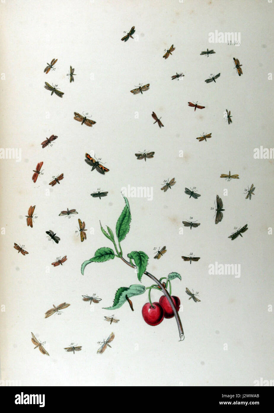 Manuscript label hi-res stock photography and images - Alamy