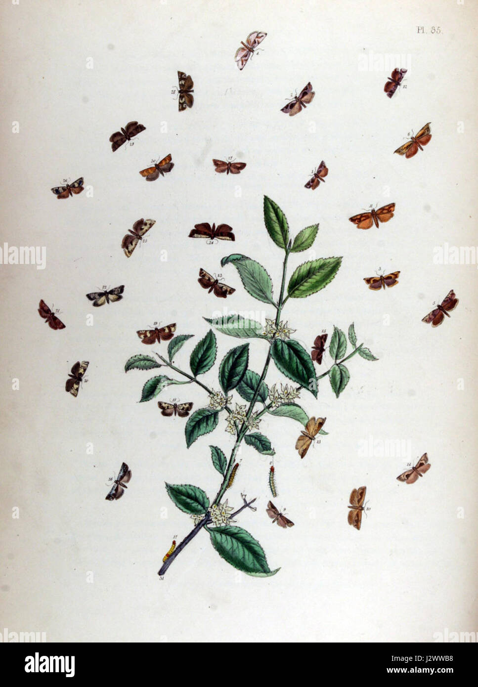 BMAT.II-85 likely refers to a specific classification, record, or entry in a database or ...