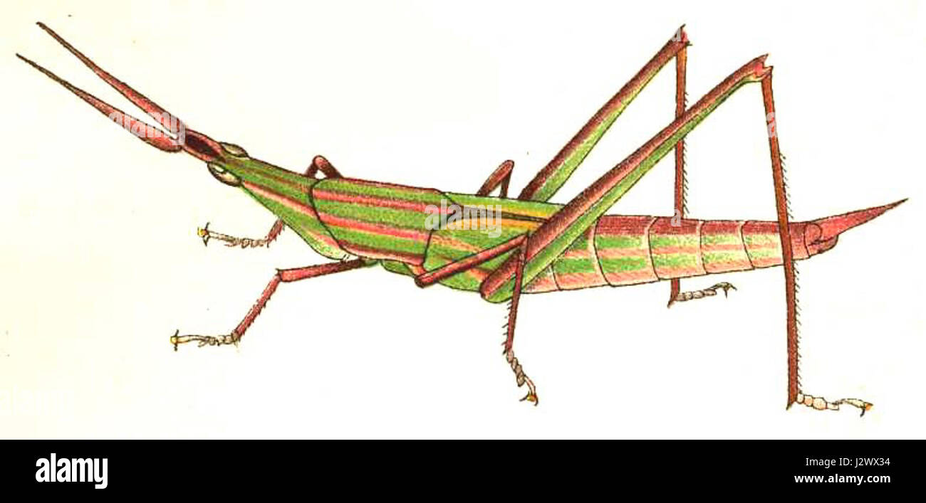 Grasshopper classification hi-res stock photography and images - Alamy