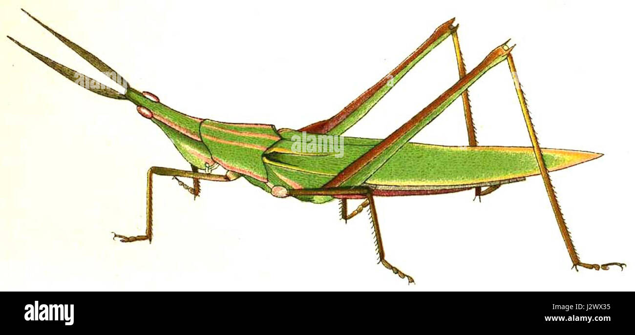 Illustration acrida hi-res stock photography and images - Alamy