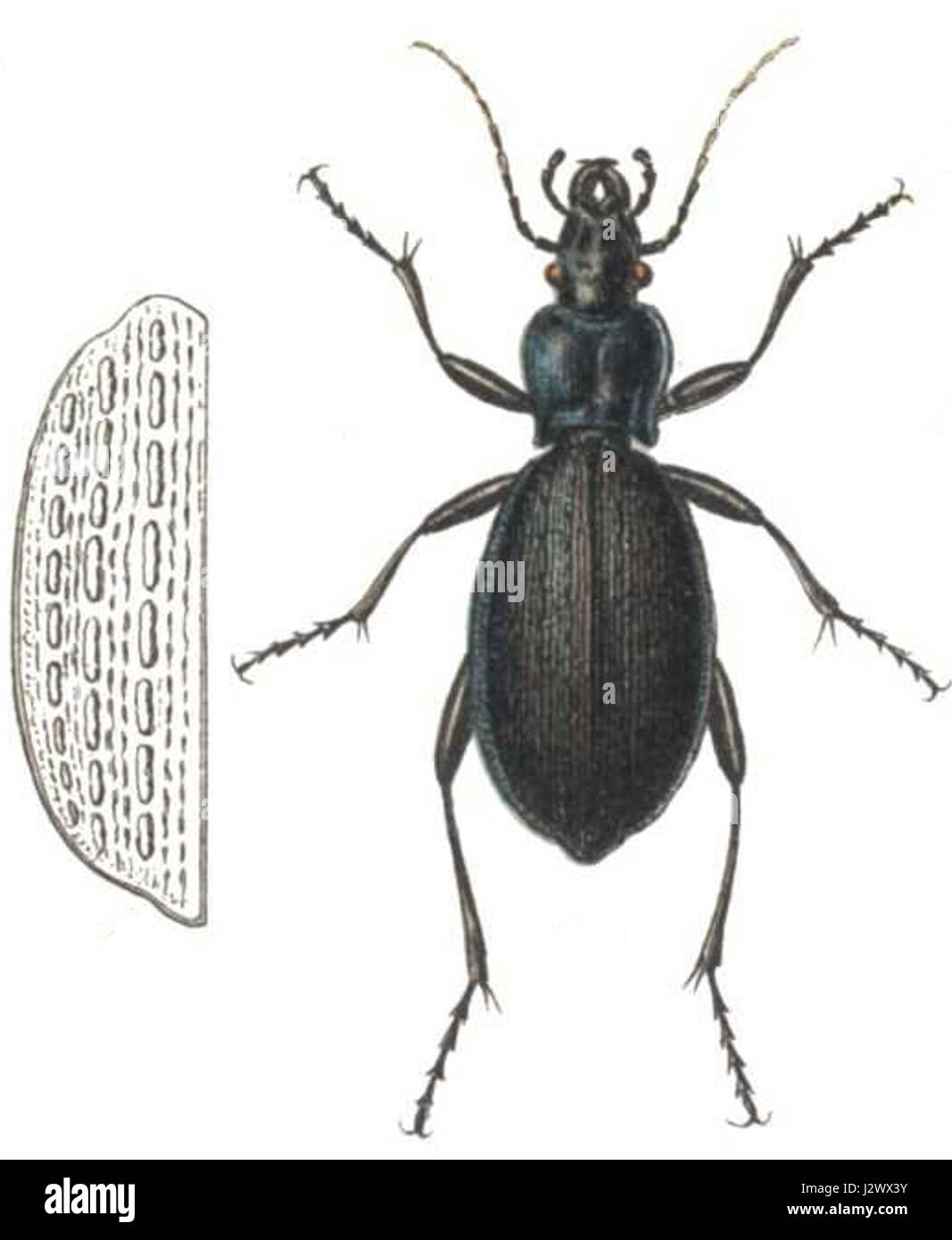 Carabus intricatus hi-res stock photography and images - Alamy