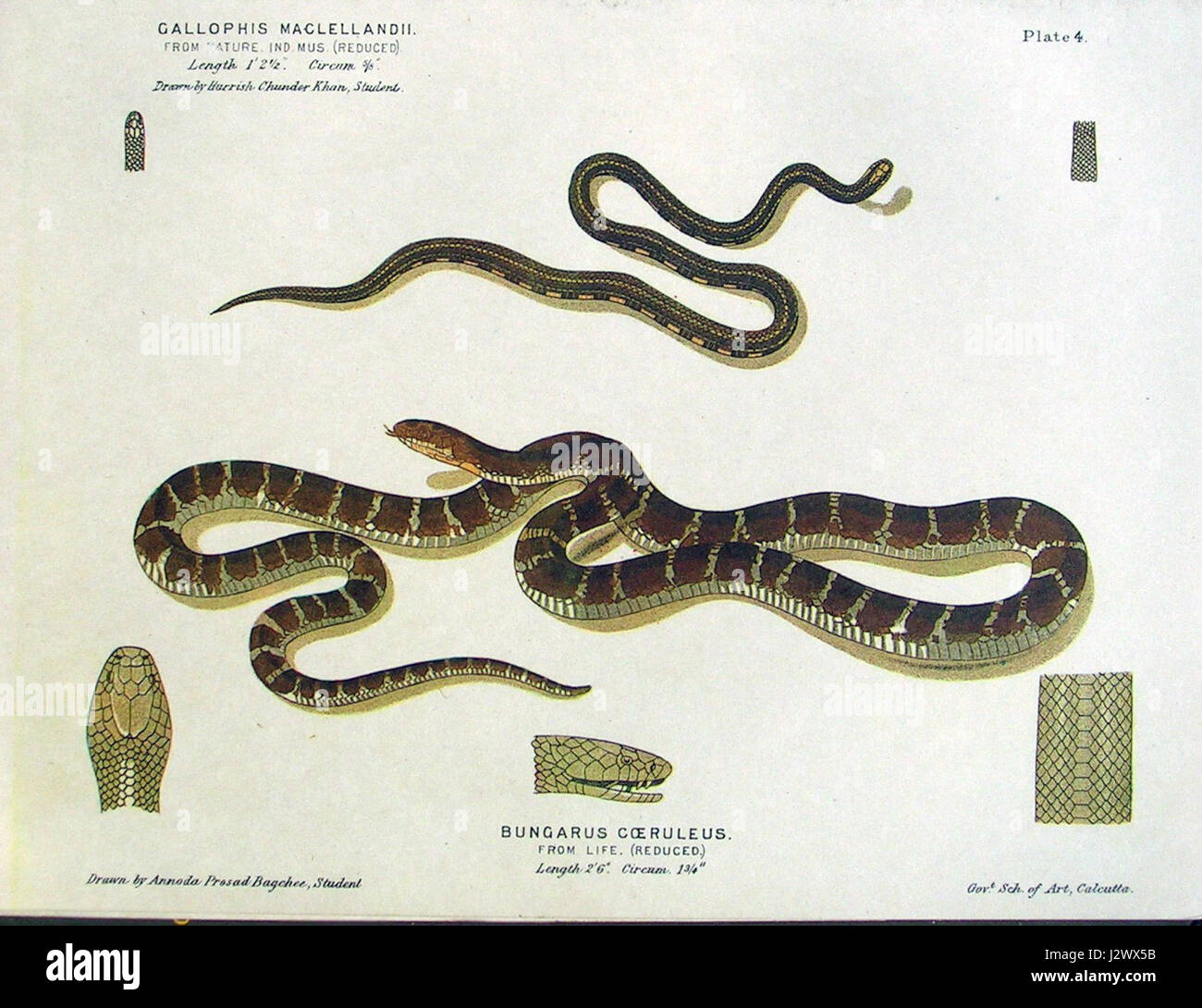 An illustration or description of Bungarus caeruleus, commonly known as ...