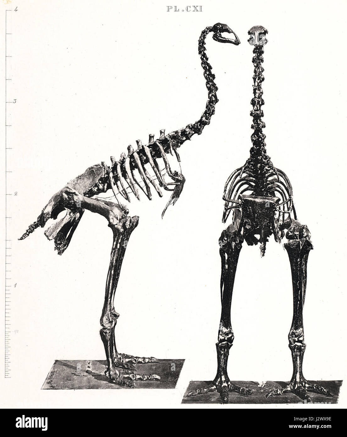 Anomalopteryx was a genus of giant, flightless birds native to New ...