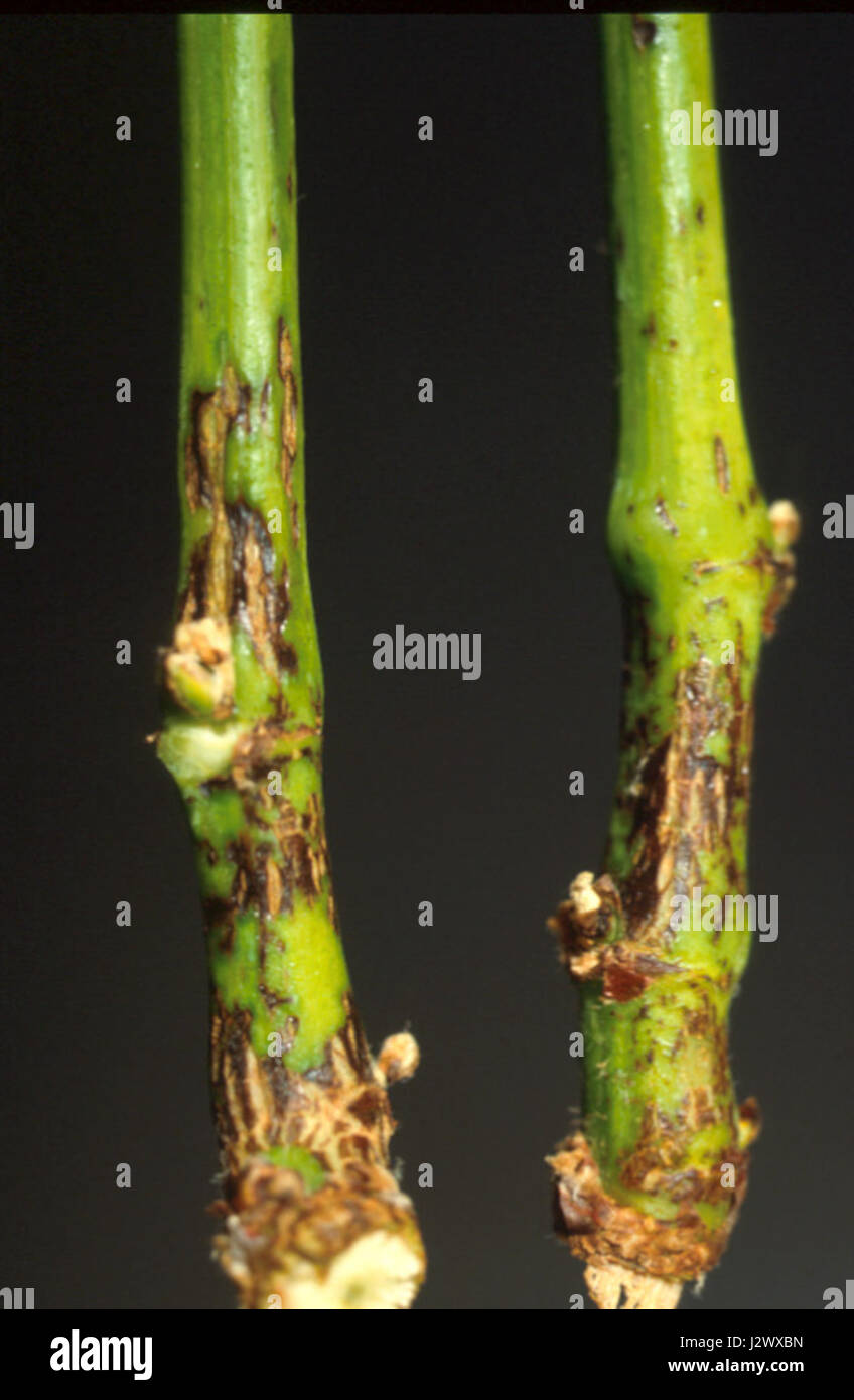 Vite hi-res stock photography and images - Alamy